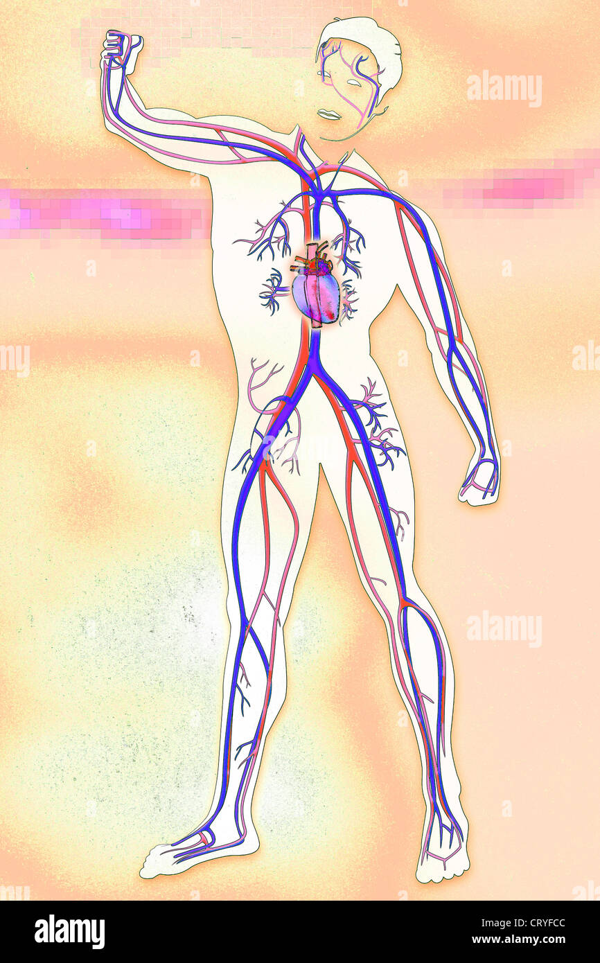 BLOOD CIRCULATION, ILLUSTRATION Stock Photo - Alamy
