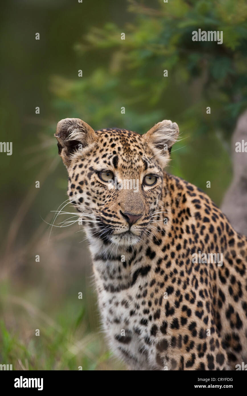 Portrait of a beautiful female leopard Stock Photo - Alamy