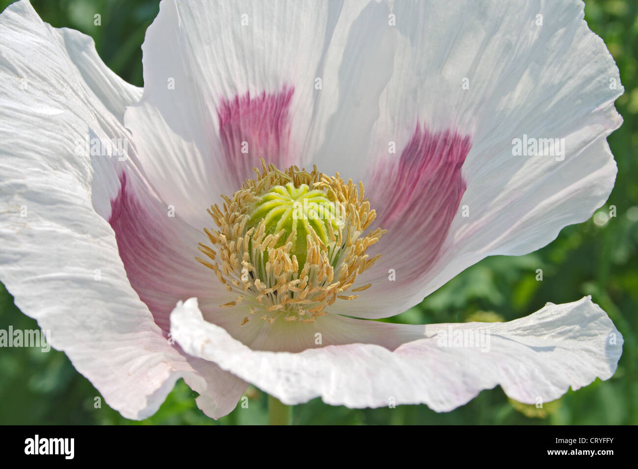 flower of a genuine poppy Stock Photo - Alamy