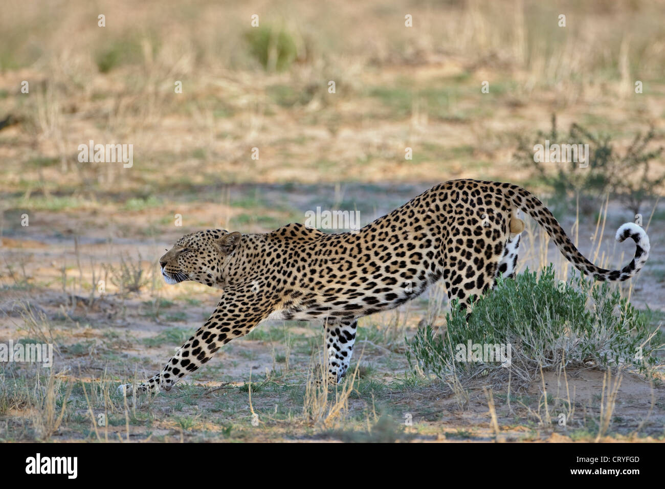 Leopard stretching (Panthera pardus Stock Photo - Alamy