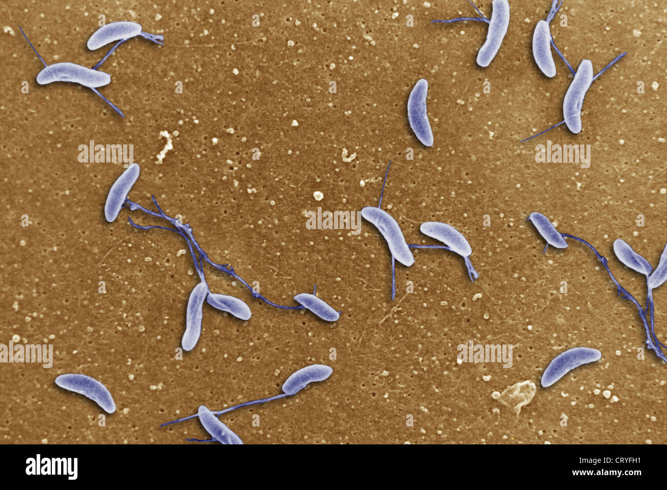 SELENOMONAS SPUTIGENA Stock Photo: 49162765 - Alamy