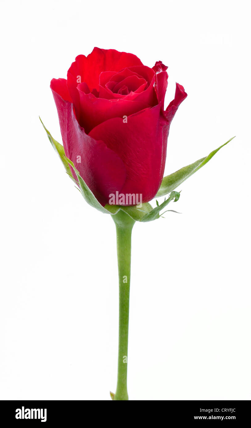 A single red rose against a white background Stock Photo - Alamy