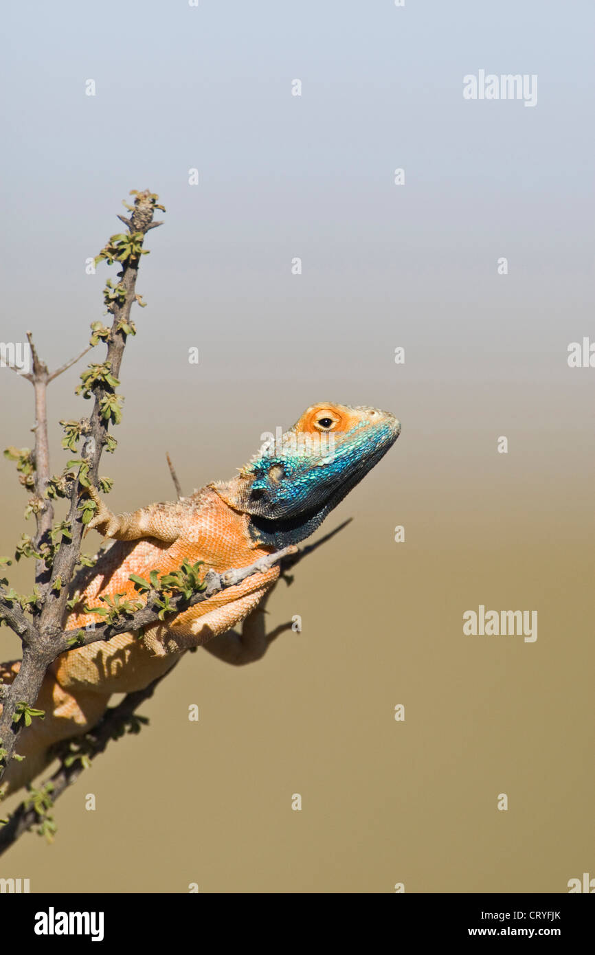 Ground agama in breeding colors in shrub (Agama aculeata Stock Photo ...