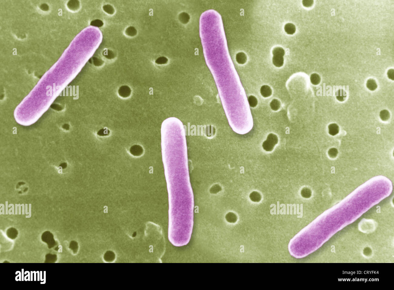 Bacterium salmonella typhi hi-res stock photography and images - Alamy