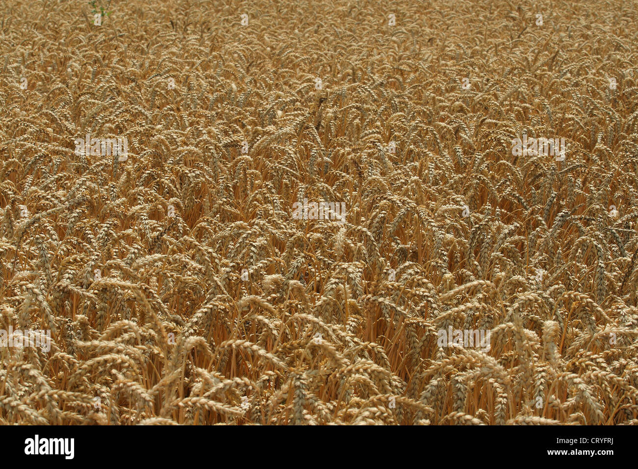 Ripe rural hi-res stock photography and images - Alamy