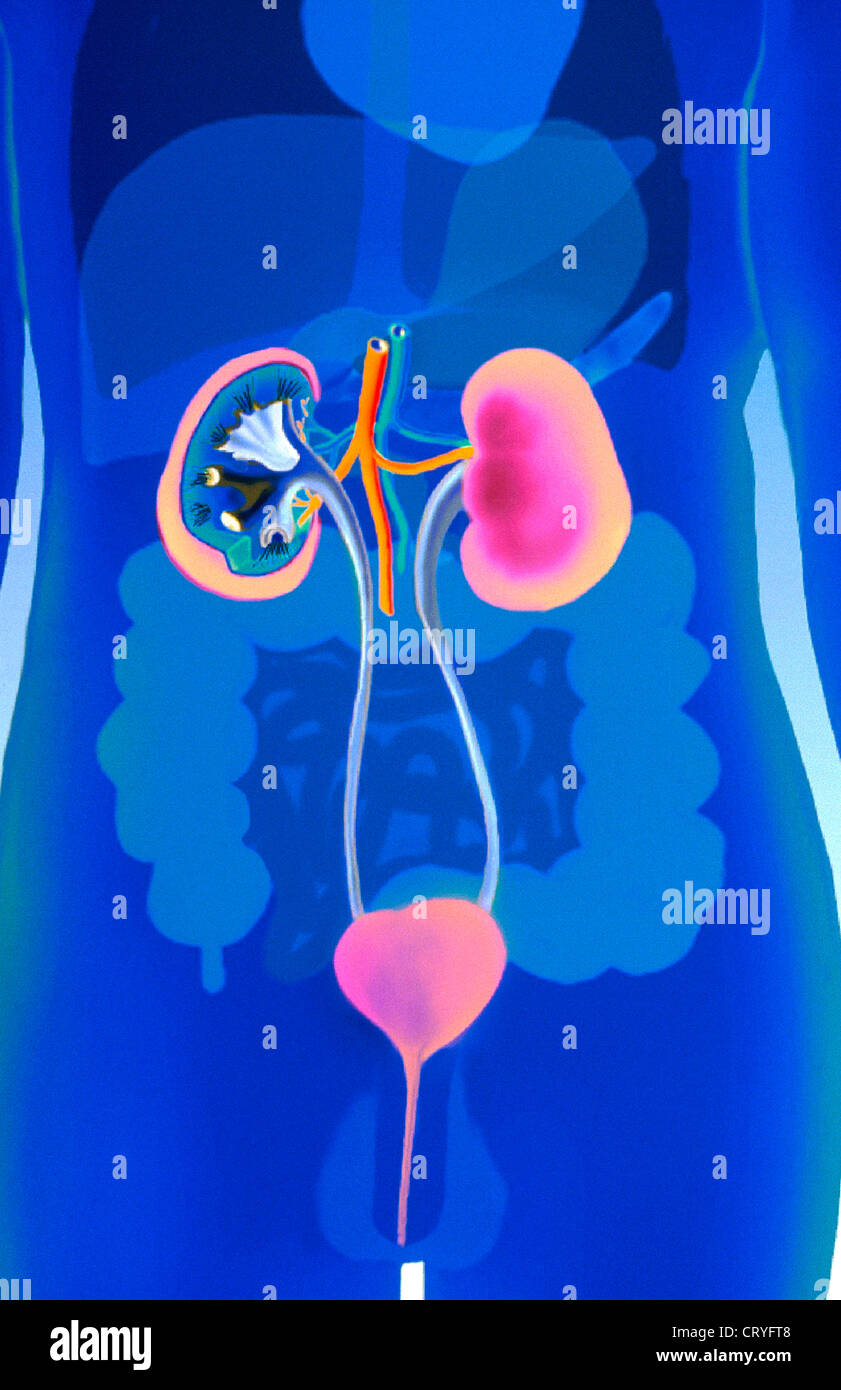 URINARY SYSTEM, DRAWING Stock Photo - Alamy