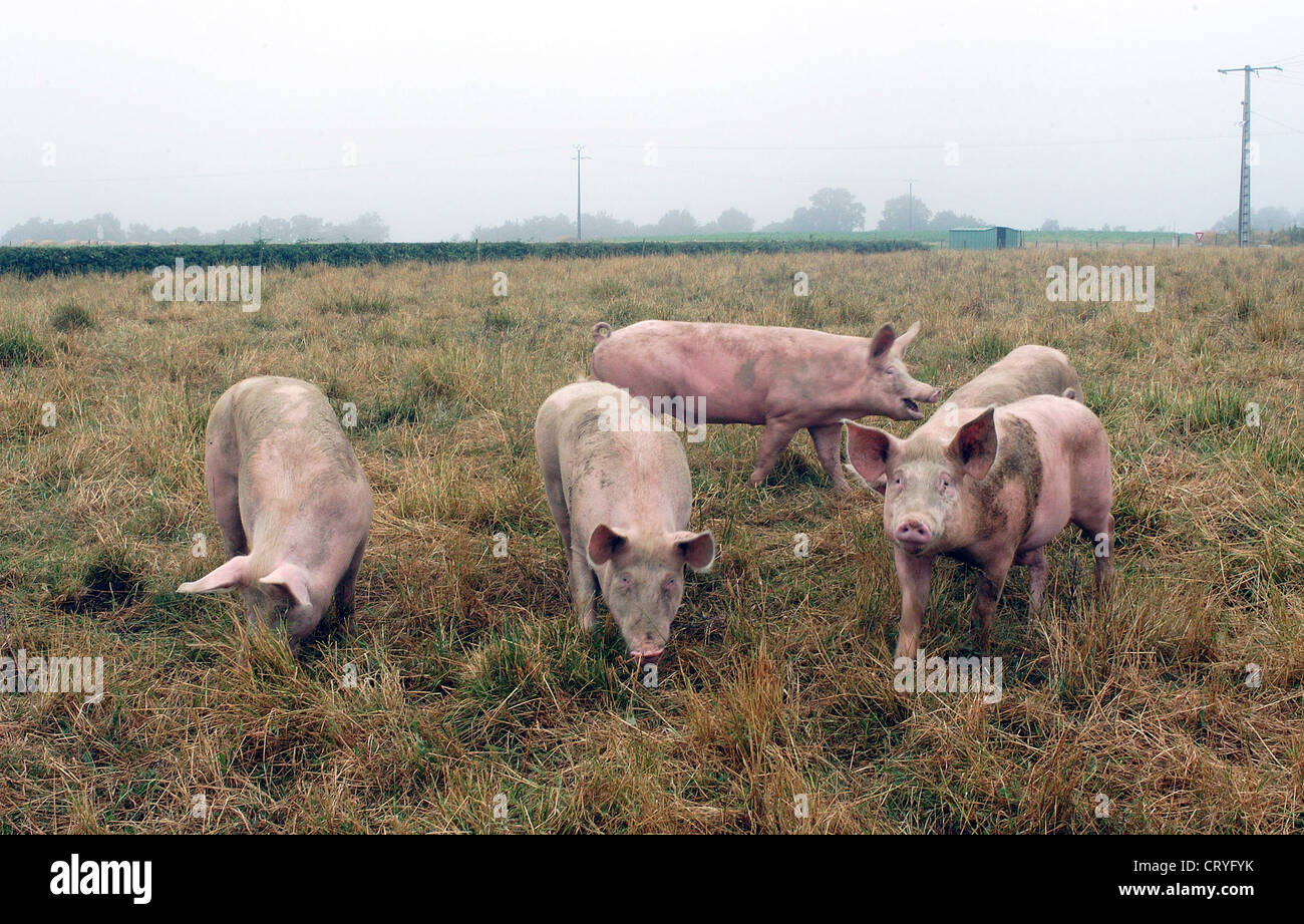 Pigs on a farm in Southern France Stock Photo - Alamy