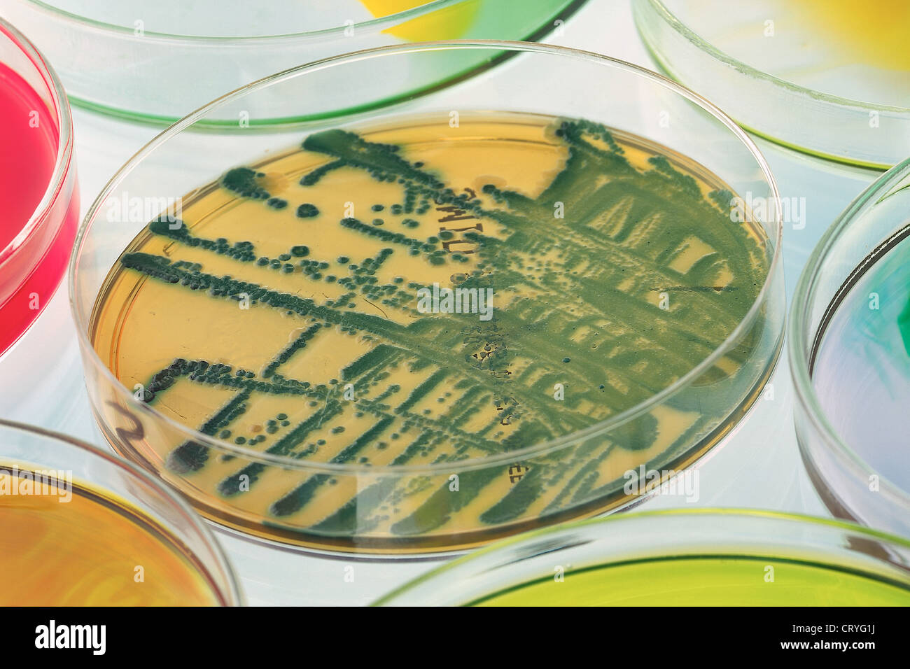 Citrobacter hi-res stock photography and images - Alamy