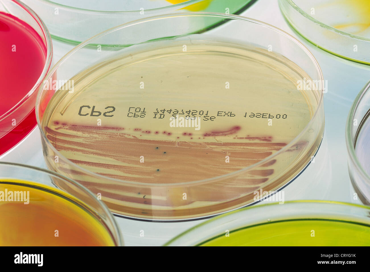 Petri dish culture e coli hi-res stock photography and images - Alamy