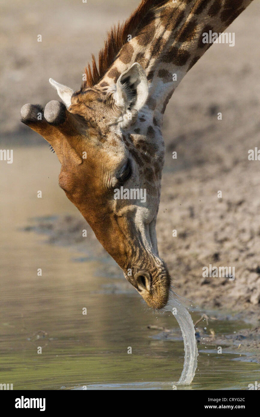 Portrait of a Giraffe taken while lifting its head after drinking Stock ...