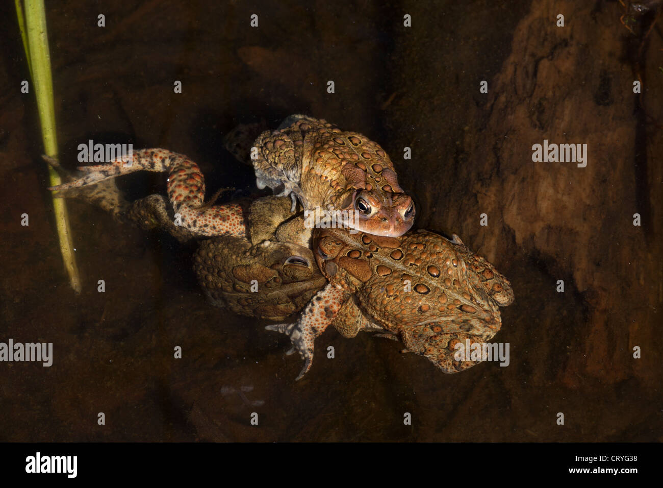 American toad , Bufo americanus , New York , toad ball, males ...