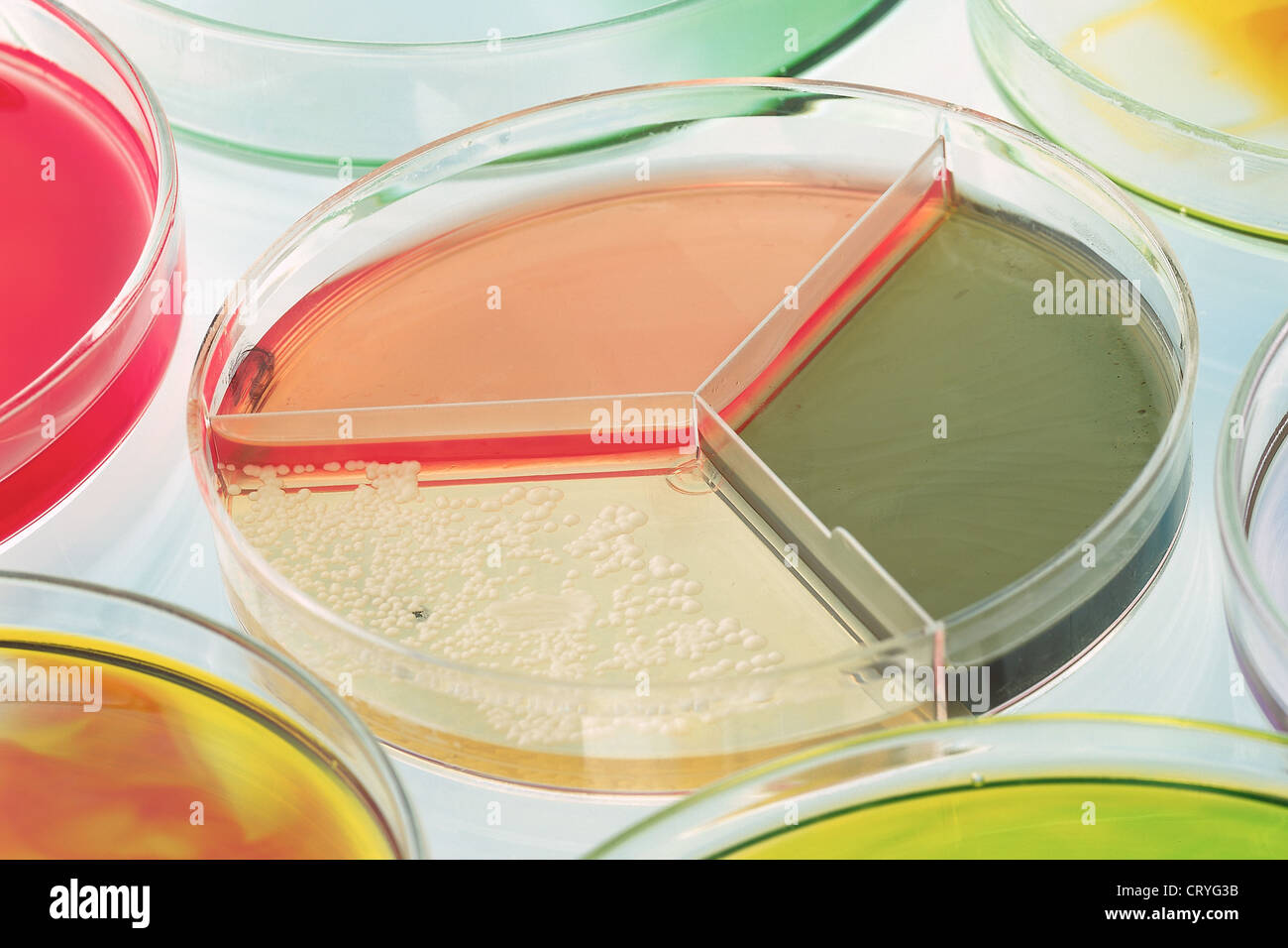 Candida albicans fungus hi-res stock photography and images - Alamy