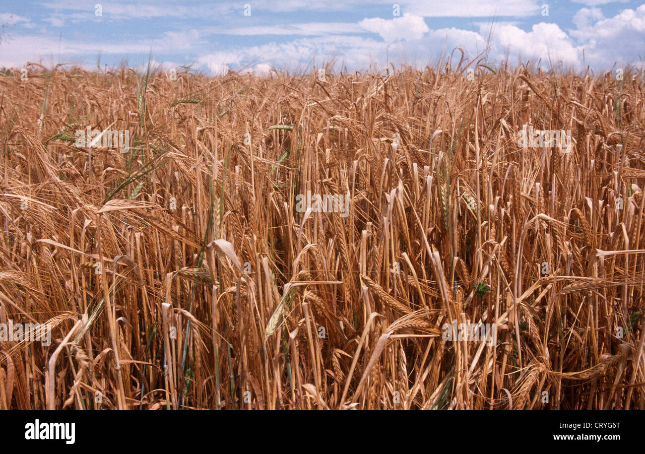 Rye Weighed High Resolution Stock Photography and Images - Alamy