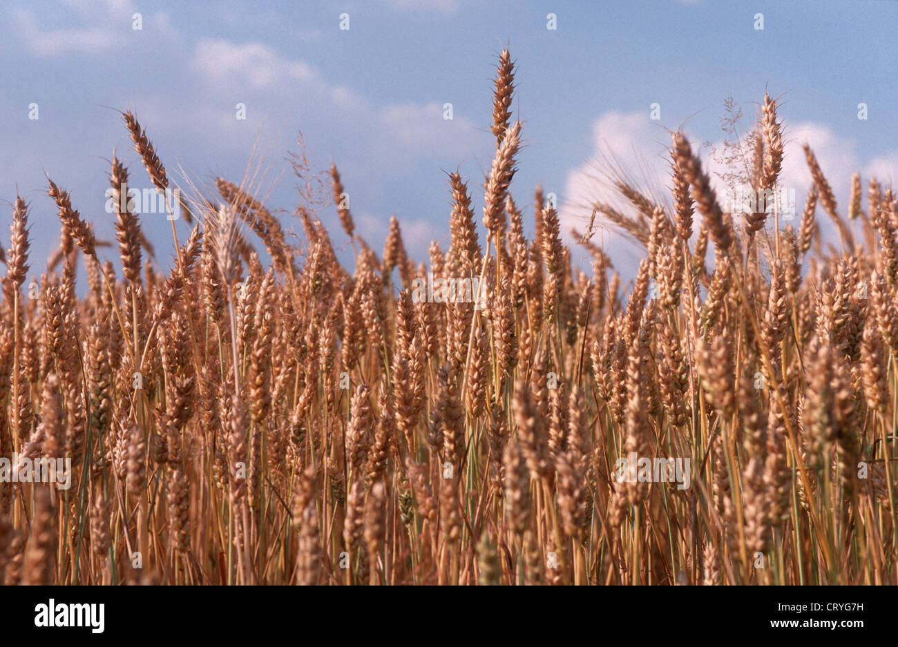 Field field economy hi-res stock photography and images - Alamy
