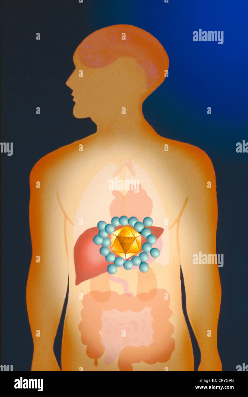 HEPATITIS B VIRUS, DRAWING Stock Photo - Alamy