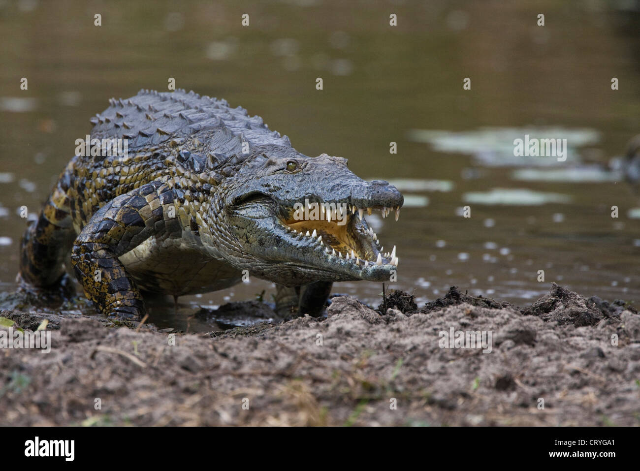 Crocodile walking hi-res stock photography and images - Alamy