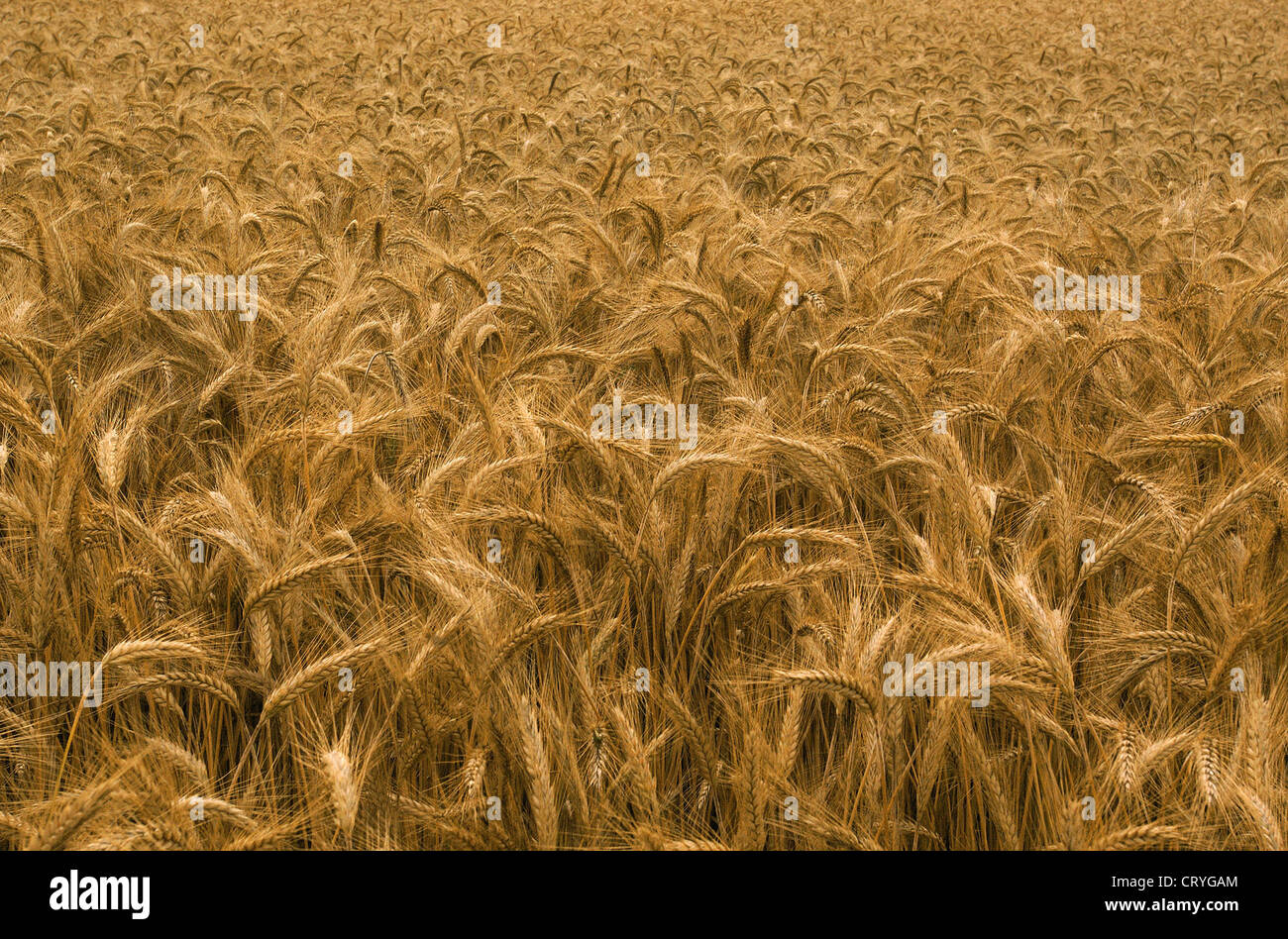 Rye weighed hi-res stock photography and images - Alamy
