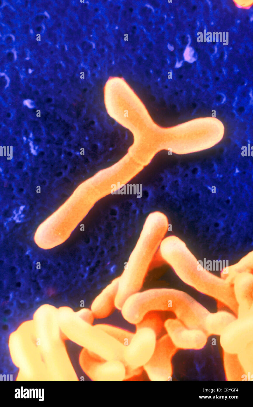 Bifidobacterium hi-res stock photography and images - Alamy