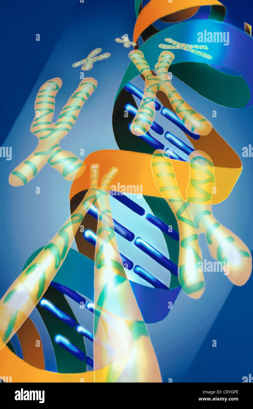 Chromosomal molecule hi-res stock photography and images - Alamy