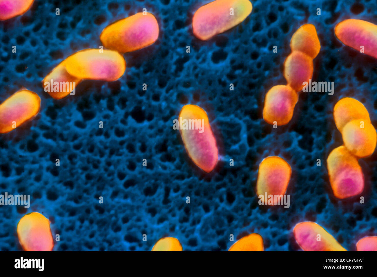 Serratia hi-res stock photography and images - Alamy