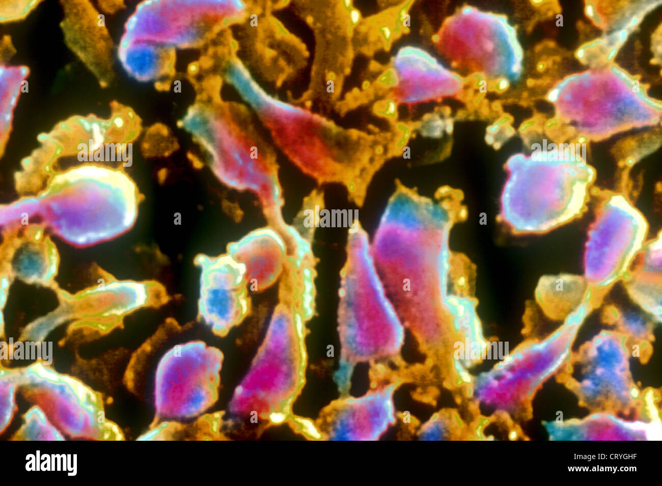 Mycoplasma Bacteria High Resolution Stock Photography and Images - Alamy