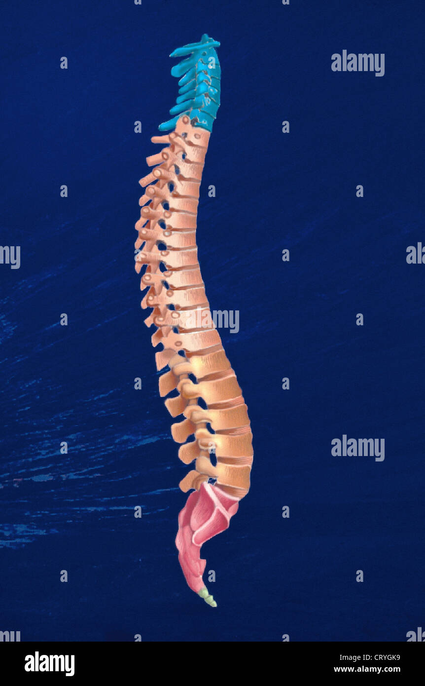 SPINAL COLUMN, DRAWING Stock Photo - Alamy