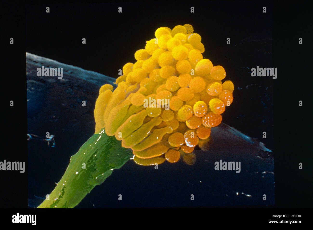 Aspergillus Stock Photos & Aspergillus Stock Images - Alamy