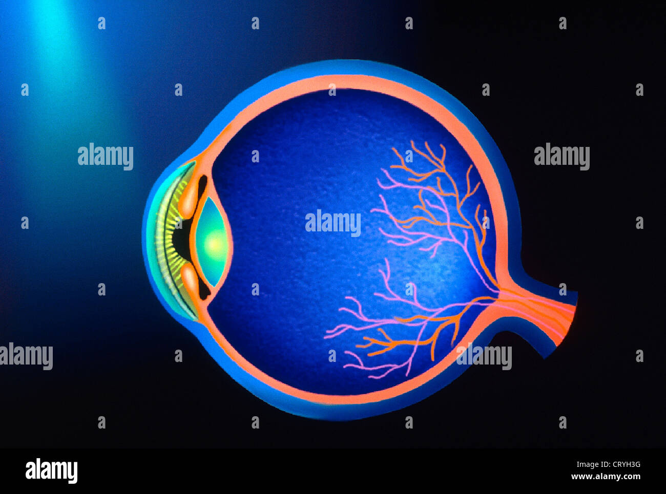 Corneal vascularisation hi-res stock photography and images - Alamy
