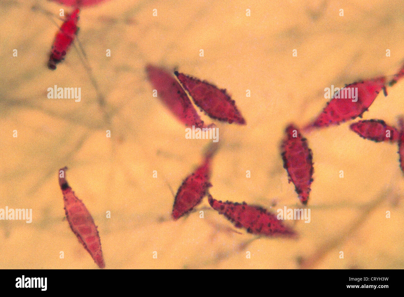 Dermatophytes hi-res stock photography and images - Alamy