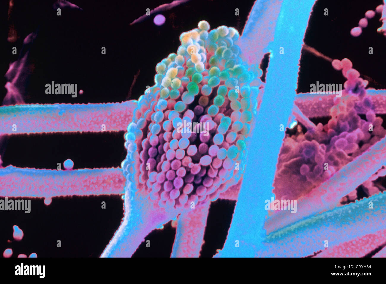 Aspergillus flavus hi-res stock photography and images - Alamy