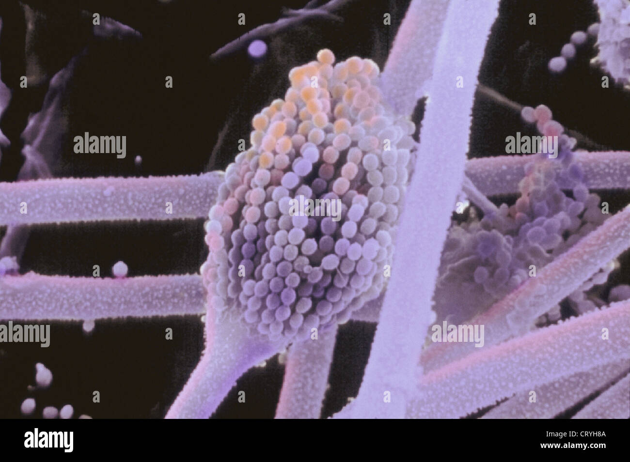 Aspergillus flavus hi-res stock photography and images - Alamy