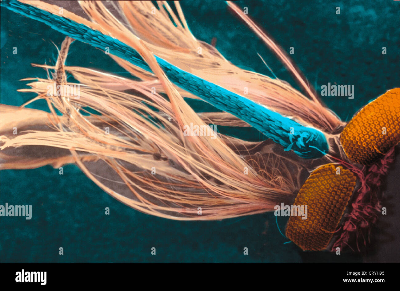 MOSQUITO PROBOSCIS, SEM Stock Photo - Alamy