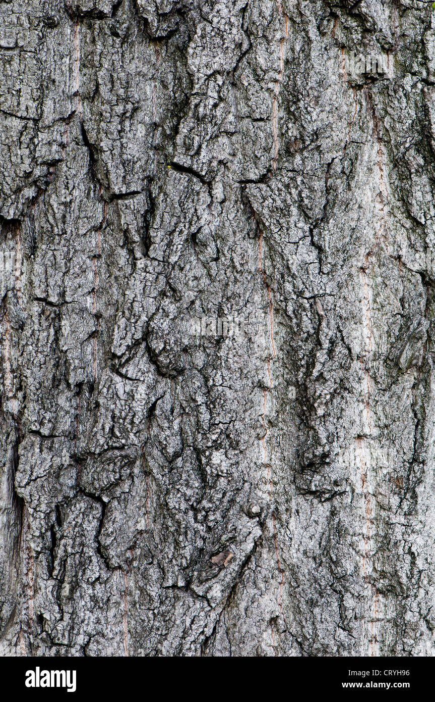 bark on a tree - background Stock Photo - Alamy