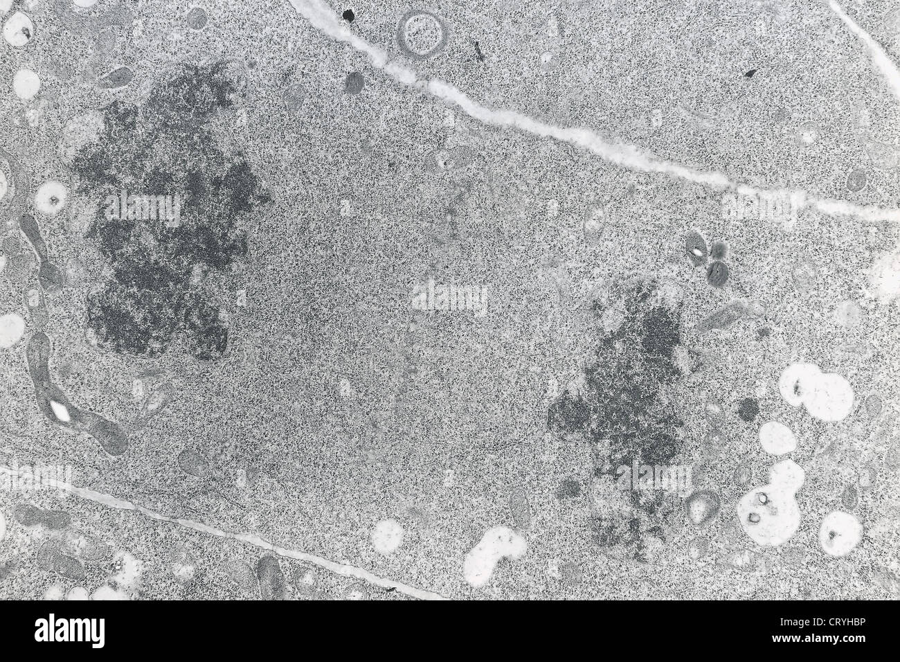 Mitosis cell division telophase hi-res stock photography and images - Alamy