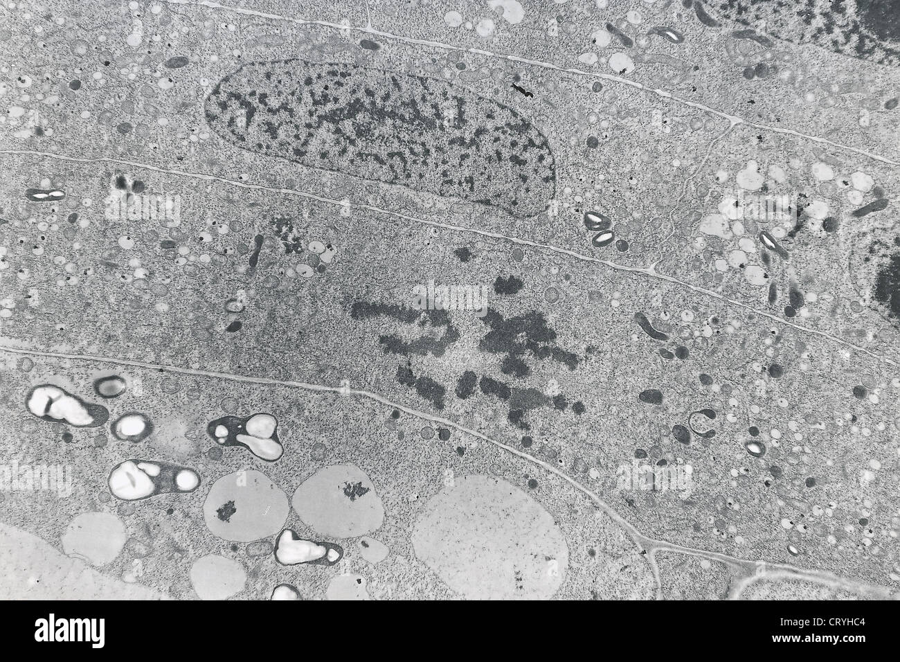 Anaphase of mitosis hi-res stock photography and images - Alamy
