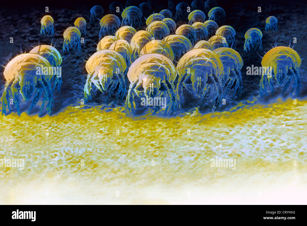 Dust mite microscope hi-res stock photography and images - Alamy