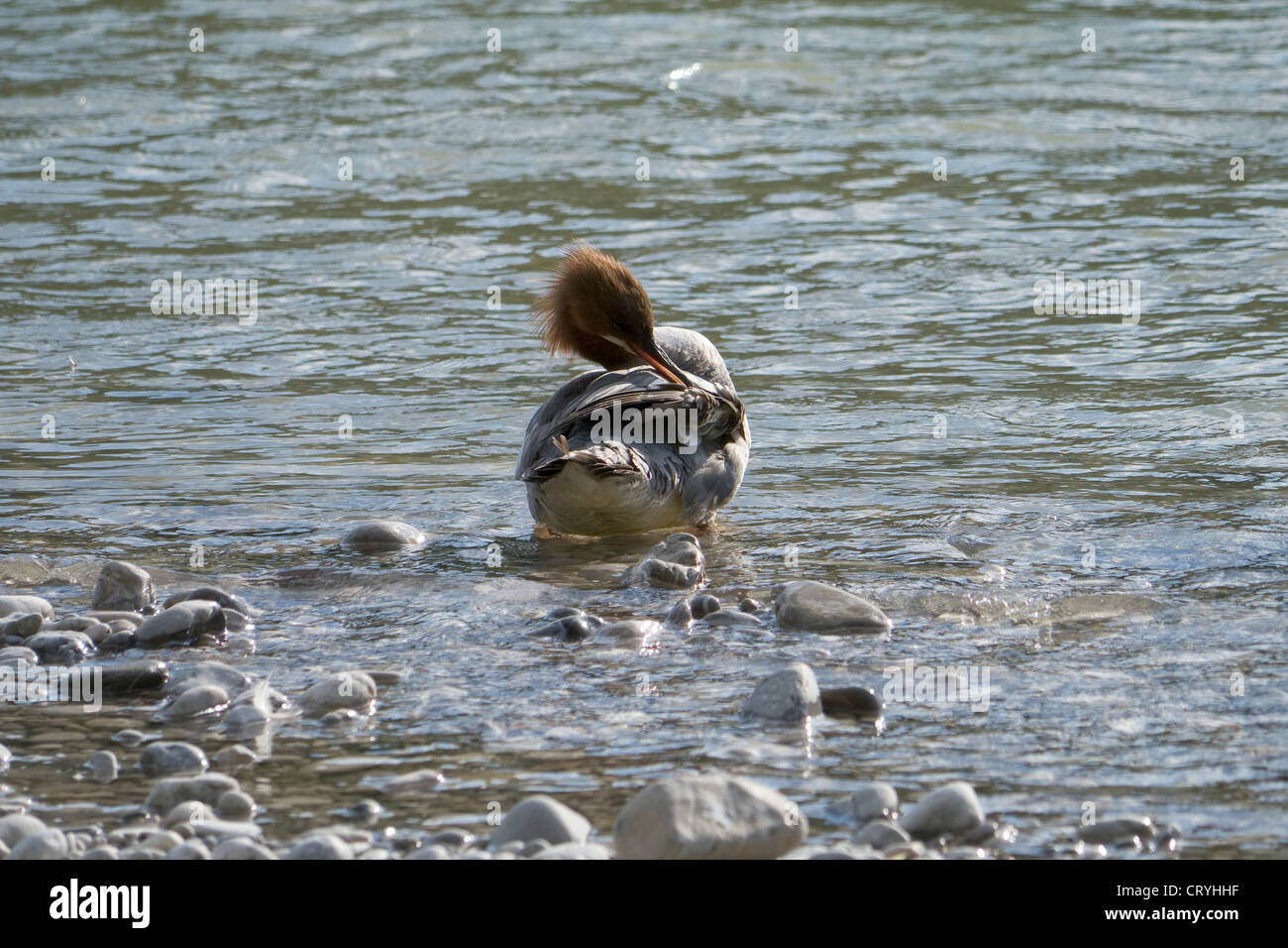 goosander female molting Stock Photo - Alamy