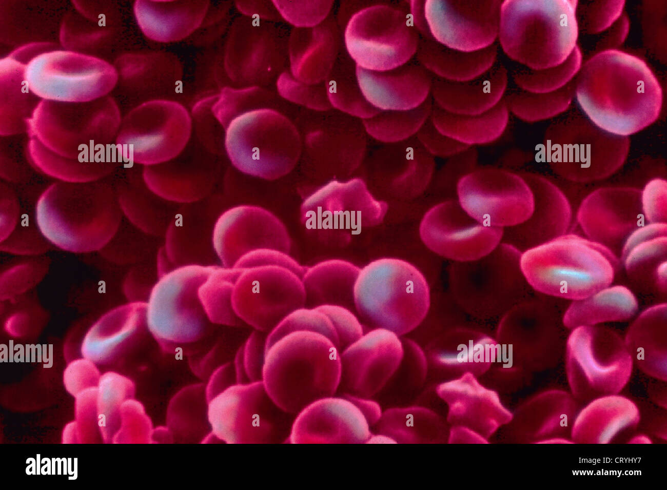 RED BLOOD CELL Stock Photo - Alamy
