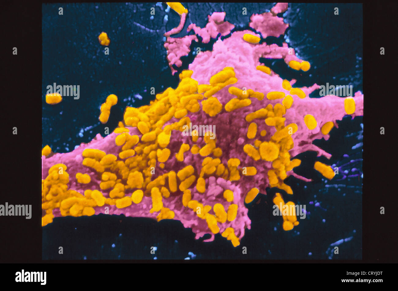 Escherichia Coli Electron Micrograph High Resolution Stock Photography and Images - Alamy