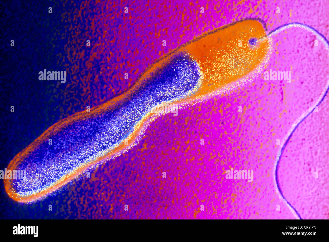 Vibrio cholerae micrograph hi-res stock photography and images - Alamy