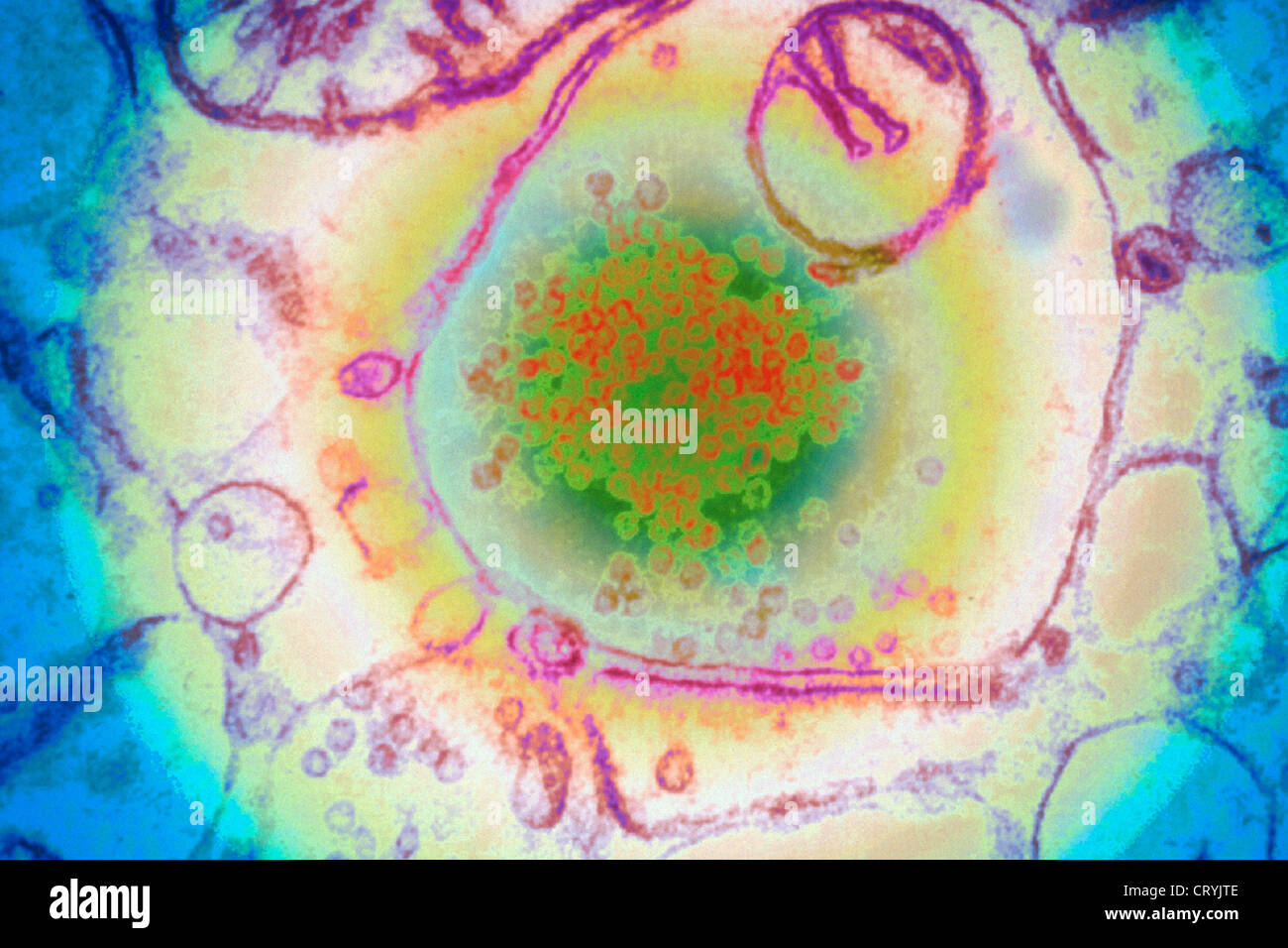 Neurons micrograph hi-res stock photography and images - Alamy