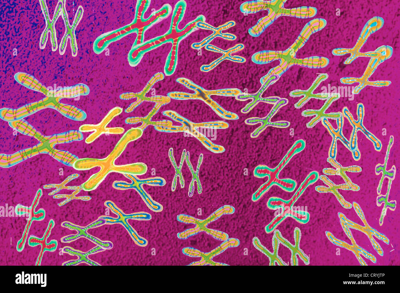 Male chromosomes hi-res stock photography and images - Alamy