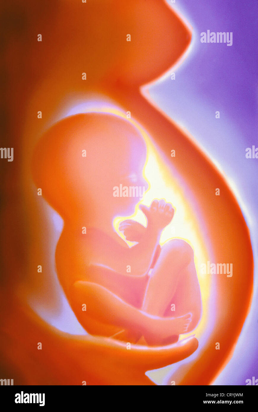 8 month fetus hi-res stock photography and images - Alamy