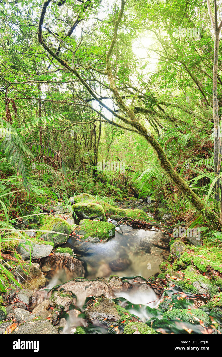 Stream among New Zealand native bush Stock Photo - Alamy
