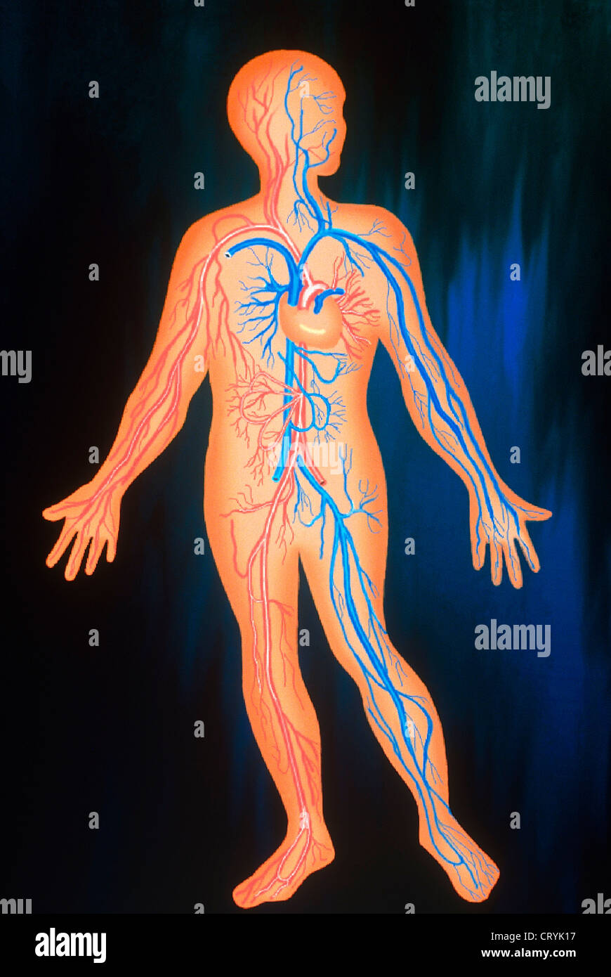 BLOOD CIRCULATION, ILLUSTRATION Stock Photo - Alamy