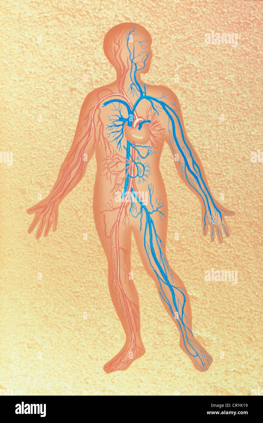 BLOOD CIRCULATION, ILLUSTRATION Stock Photo - Alamy