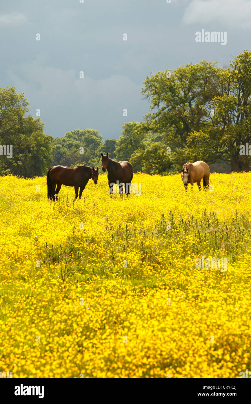 Three horses standing in field hi-res stock photography and images - Alamy