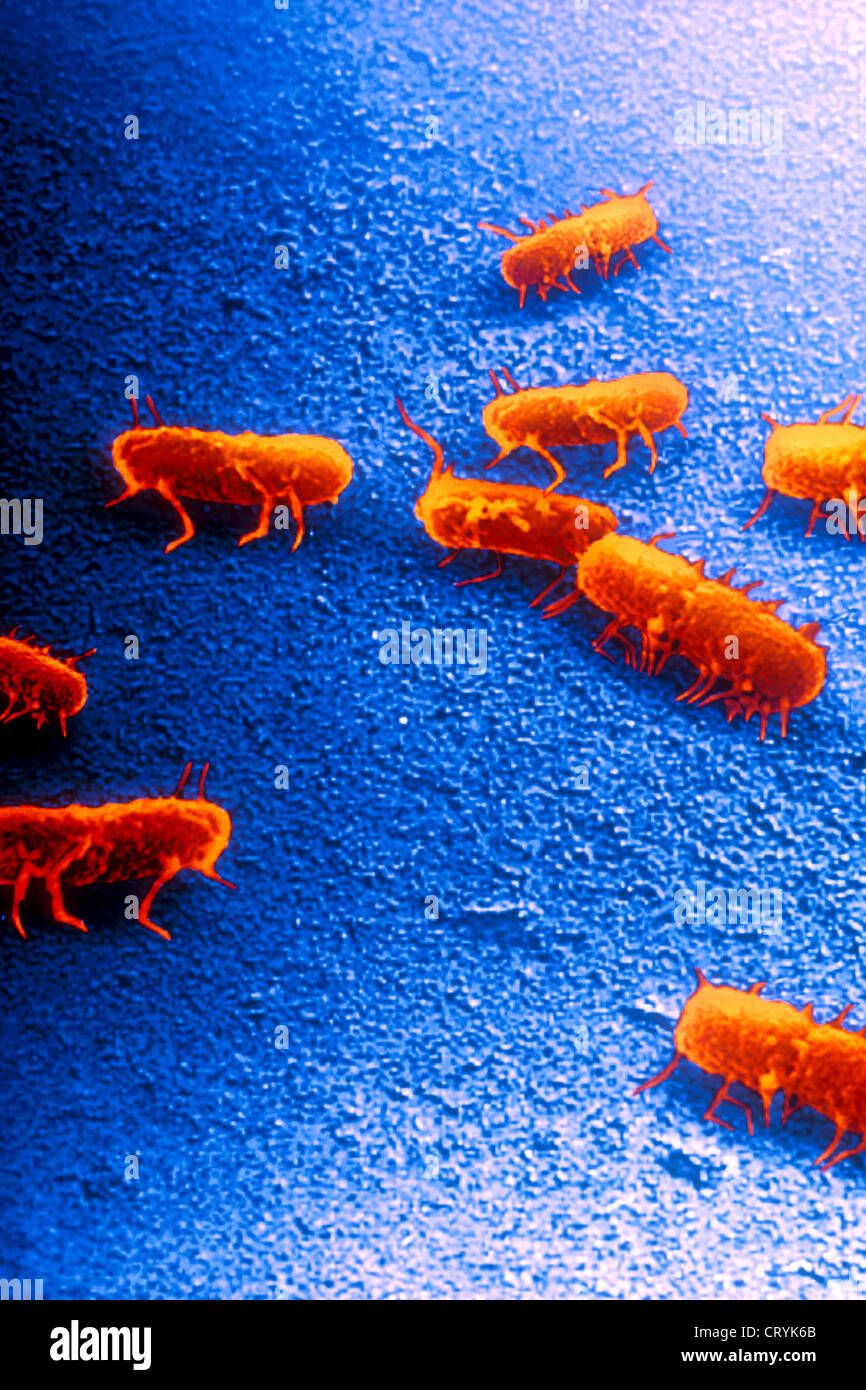 Bacterium salmonella typhi hi-res stock photography and images - Alamy