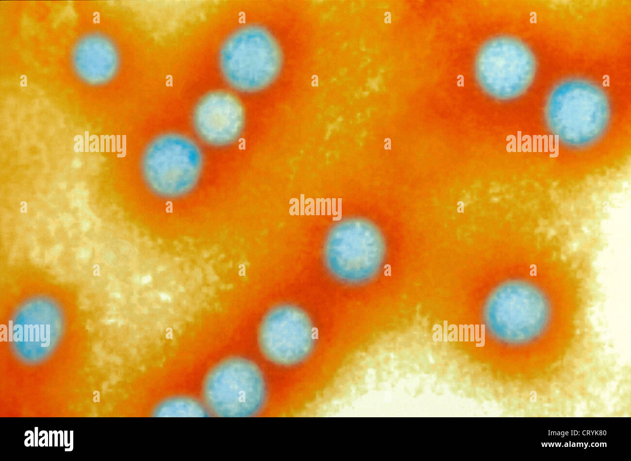 Picornavirus hi-res stock photography and images - Alamy