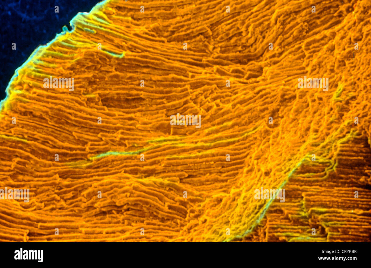DENTAL ENAMEL, SEM Stock Photo - Alamy